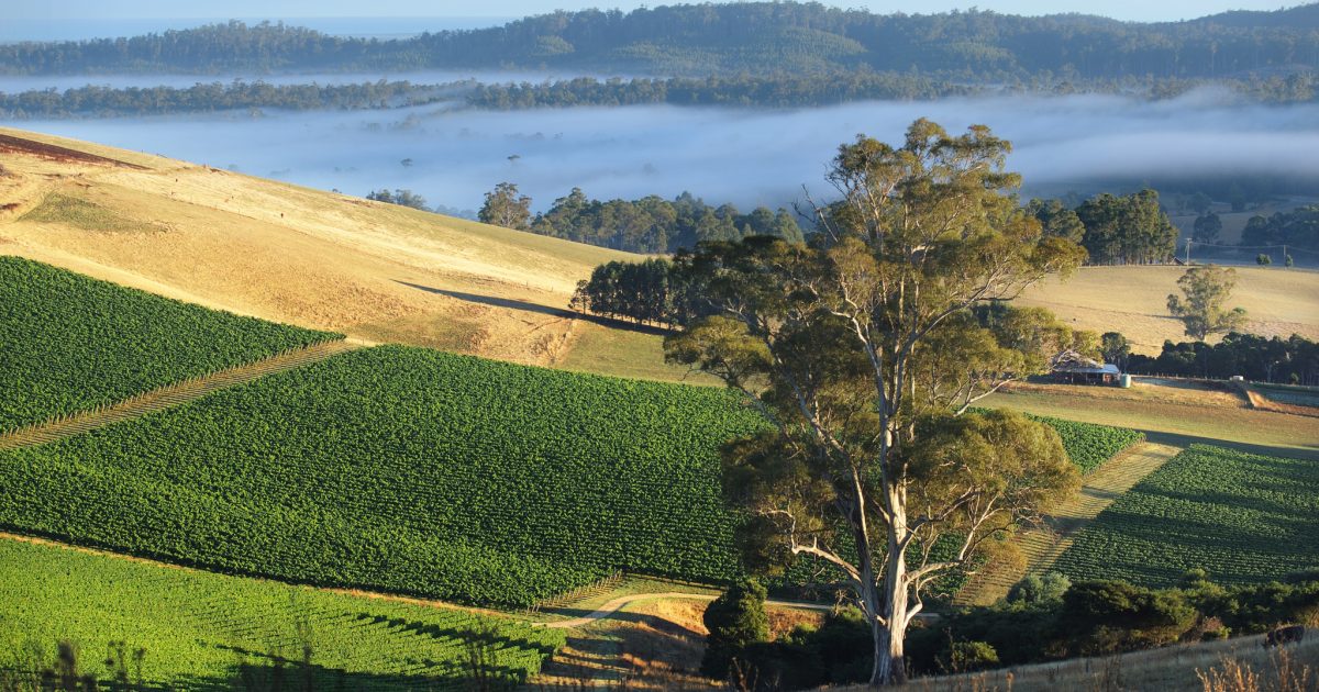 Visit Northern Tasmania | Tamar Valley Wine Route